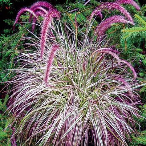 Cherry Sparkler Fountain Grass Plug Starter Plant Etsy Fountain