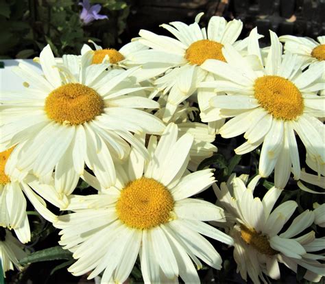 Leucanthemum Ooh La Lacrème Proctors Nursery