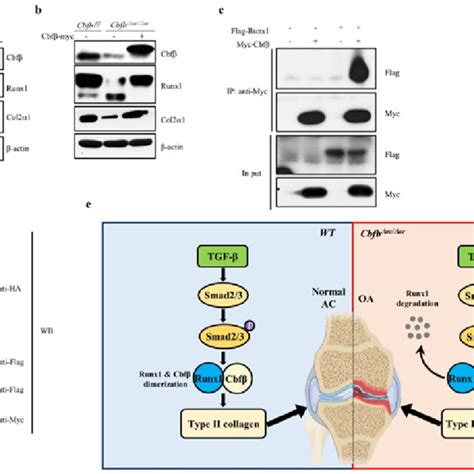 Requirement Of Cbfβ For Runx1 Stabilization In Articular Chondrocytes