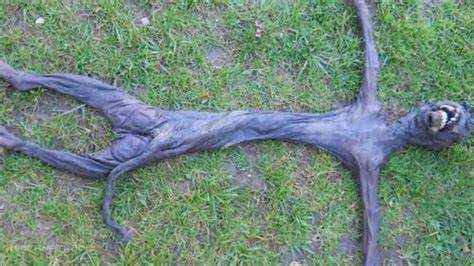 Как выглядит чупакабра в реальной жизни фото