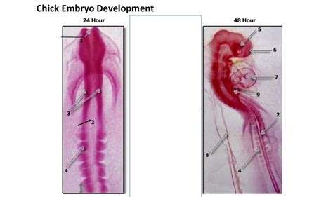 Chick Embryo Development Diagram Quizlet