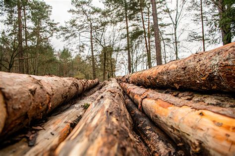 소나무 통나무의 몸통 목재 제품 창고 목재 목재 재료 침엽수 목재 목재 통나무 목재 벌목 환경 문제 목재 벌목 농업 및 임업 자연과 나무 0명에 대한 스톡 사진 및 기타