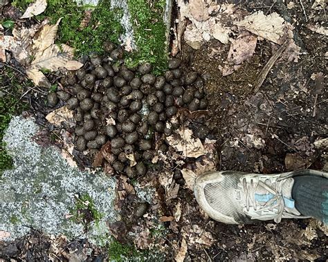 Appalachian Trail Sobo Day 5 Muddy Puddles And Wet Feet