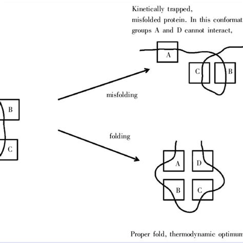 A Schematic Example Of Misfolding Vs Folding Hydrophobic Elements Are