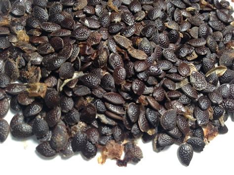 1000 Yellow Passion Fruit Seeds Pack Passiflora Seeds For Etsy