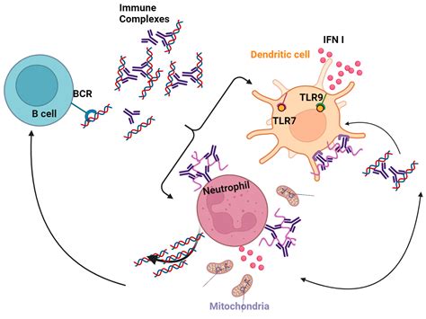 Signaling By Type I Interferons In Immune Cells Disease Consequences