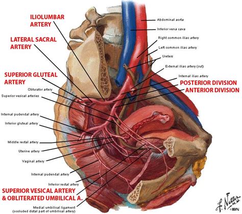 Arterial Structurespelvisinternal Iliac Artery Ranzcrpart1 Wiki