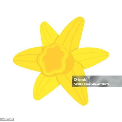 흰색 배경에 격리된 노란색 수선화 봄 꽃 인사말 카드 포스터 디자인에 대 한 벡터 수선화 그림 0명에 대한 스톡 벡터 아트 및 기타 이미지 Istock