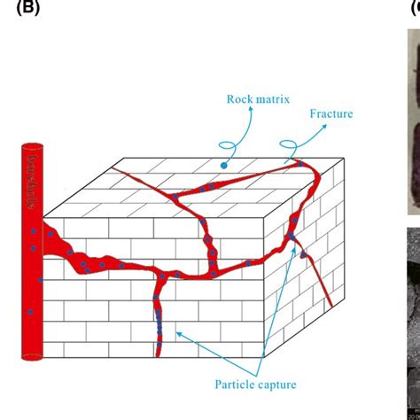 A Developed Fractures In Tight Sand Cores And Thin Sections B