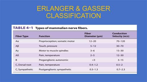 Nerve Classification Pptx