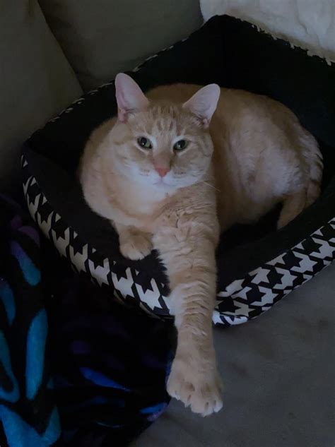 Chunk In His Nest Rpolydactyl