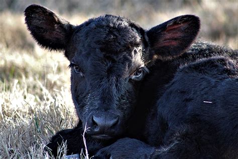 Raising Dairy Beef Crossbred Calves Four Feeding Myths Debunked