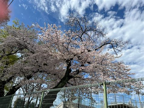 カウントダウンが始まりました あすなろ日記