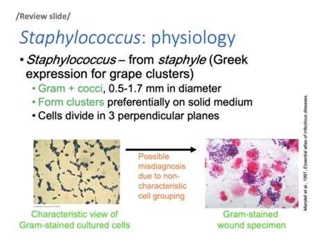 Staphylococcus Infections Flashcards Quizlet
