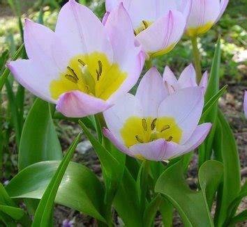 Tulipa from multiple nurseries on Plant Lust