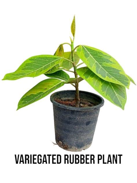 Variegated Rubber Plant Or Variegated Ficus Elastica Pak Plants