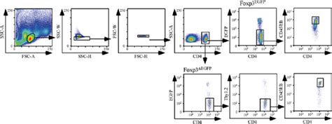 Isolation Of Naïve T Cells Flow Cytometry Plots Showing The Gating Download Scientific Diagram