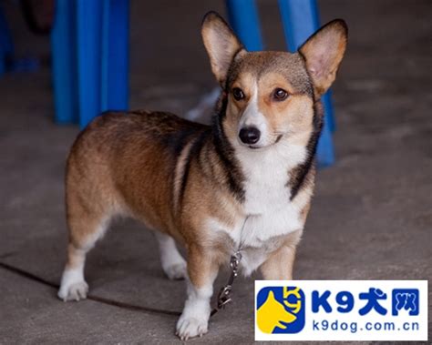 k9告诉你柯基犬掉毛怎么办