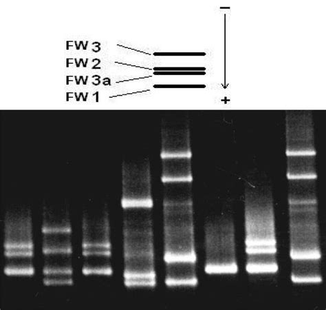 A Schematic Representation Of Relative Migration Pattern Expected For Download Scientific