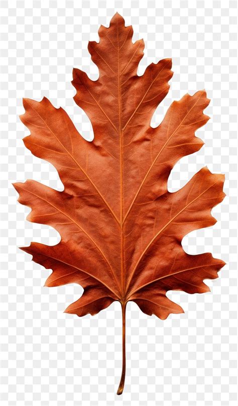 Top View Trees PNG Images Free Photos PNG Stickers Wallpapers Backgrounds Rawpixel