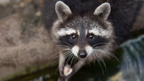 Raccoon Desktop Wallpapers 4k Hd Backgrounds On Wallpaperbat