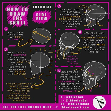 Skull Anatomy 101 Side View