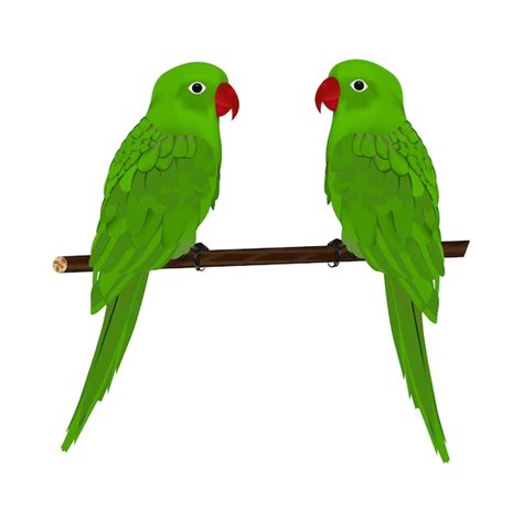 Premium Vector Illustration Of Green Parrot Vector Design On A White