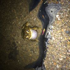 How To Tell If Your Tree Frog Is Male Or Female 9 Steps