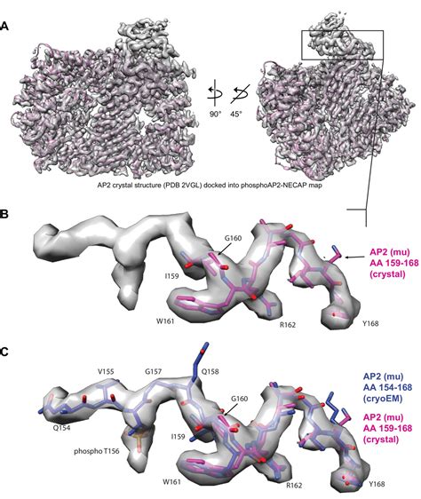 Figures And Data In A Structural Mechanism For Phosphorylation Dependent Inactivation Of The AP2