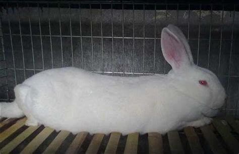 獺兔養殖賺錢嗎 每日頭條