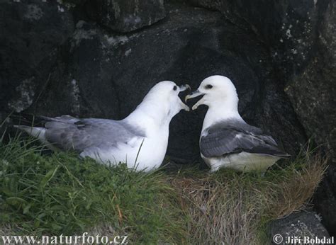 Fulmar Photos, Fulmar Images, Nature Wildlife Pictures | NaturePhoto