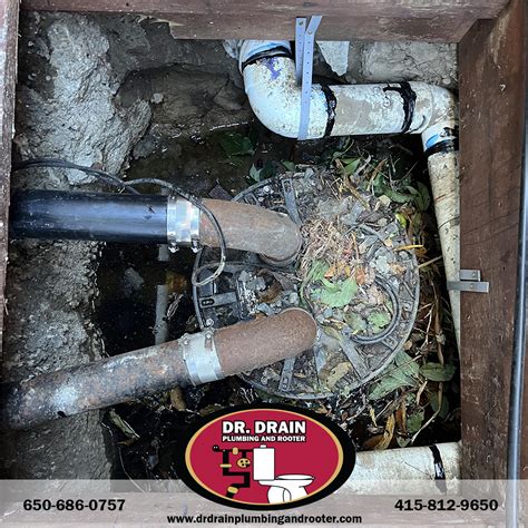 How Tree Roots Can Damage Your Sewer Line In San Francisco CA