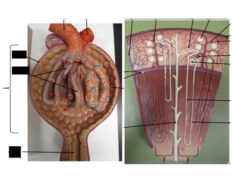 Glomerulus And Nephron Models Quiz
