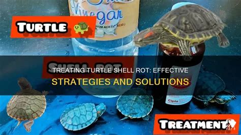 Treating Turtle Shell Rot Effective Strategies And Solutions PetShun