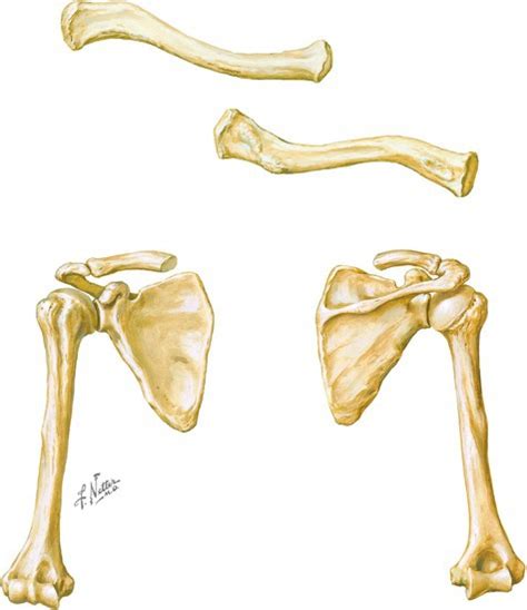 Clavicle Scapula And Humerus