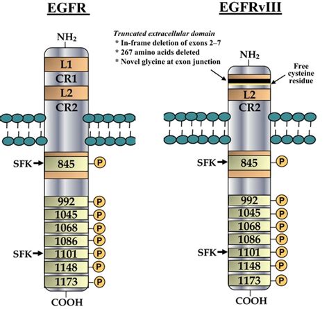 Schematic Of The Egfr Receptor And Its Variant Egfrviii Image Source
