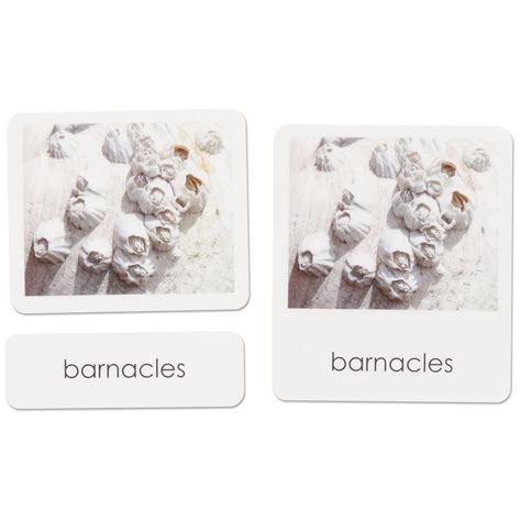 Invertebrates Classification Starter Set Montessori Services