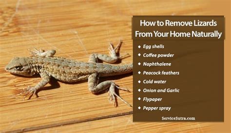 12 Natural Ways To Remove Lizards From Your Home Easily Artofit
