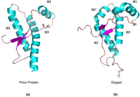 Starting 3d Structures Of Prion And Doppel Pdb Derived Open I