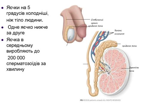 Будова і функції репродуктивної системи людини 8 клас презентация онлайн
