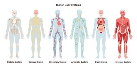 인체 시스템 설정 해부학 교육 배너 심혈관 프리미엄 벡터