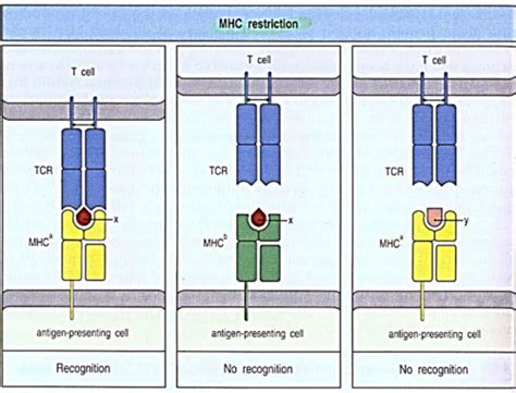 MHC And Antigen Presentation Flashcards Quizlet