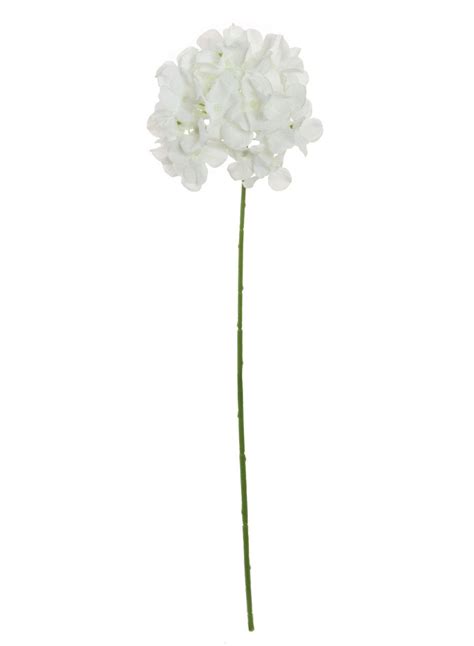 Hydrangea Thin Stem Lotus Imports Limited Lotus Imports Ltd