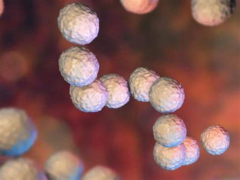 Streptococcus Pyogenes Aumentan Los Casos Y Ya Hay 93 Muertos Am990 Formosa