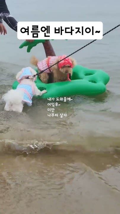 바다수영 즐기는 강아지 강아지바다 강아지수영 강아지여름 강아지일상 Youtube