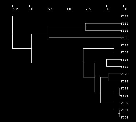 A Dendrogram Based On UPGMA Clustering Of 15 Accessions Of A Download Scientific Diagram