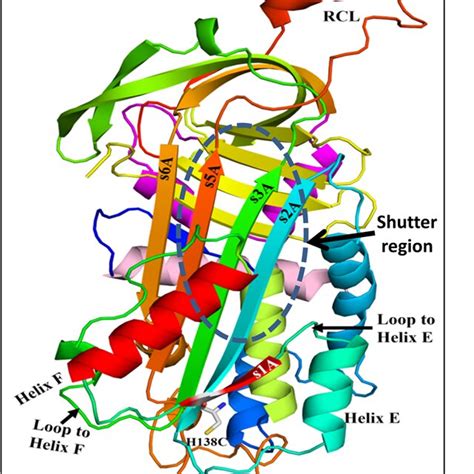 Tpa Inhibition Activity And Complex Formation Assay A Progress Download Scientific Diagram