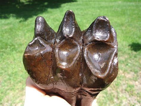 Quality Rooted Three Hump Mastodon Tooth Proboscidea Fossils