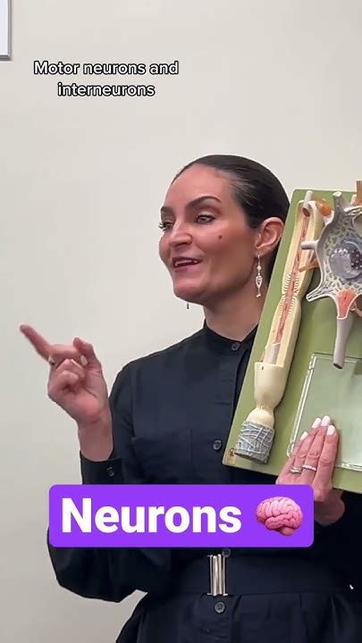 🧠neurons Structure Multipolar Bipolar Or Unipolar Function Motor Sensory Or Interneurons 🧠neurons Structure Multipolar Bipolar Or Unipolar Function Motor Sensory Or Interneurons