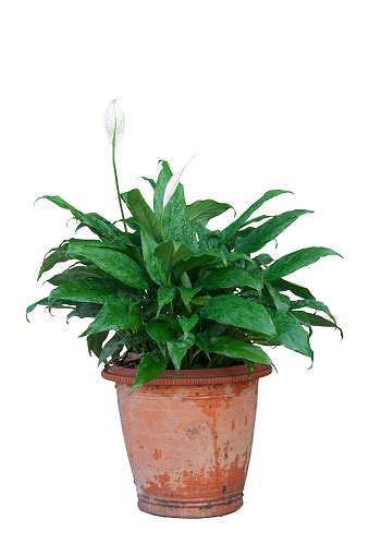 평화 백합 또는 Spathiphyllum Wallisii 꽃은 흰색 배경에 고립 된 날려 냄비에 육즙이 될 수 있습니다 클리핑 경로 포함 0명에 대한 스톡 사진 및 기타